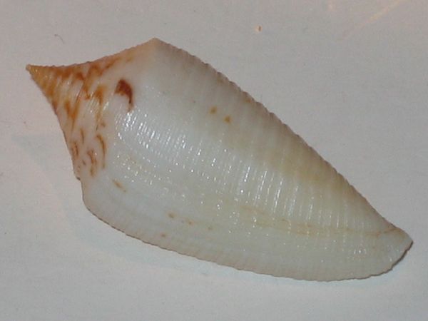 Alexandre Import Nature - CONUS ALABASTER - Coquillages - cristaux ...