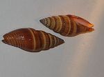 Spécialiste de coquillages - Alexandre Import Nature Monde