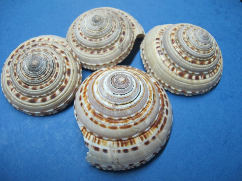 Alexandre Import Nature - ARCHITECTONICA MAXIMA - Coquillages ...