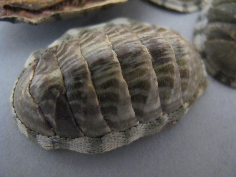 Alexandre Import Nature - CHITON - Coquillages - cristaux, mineraux ...