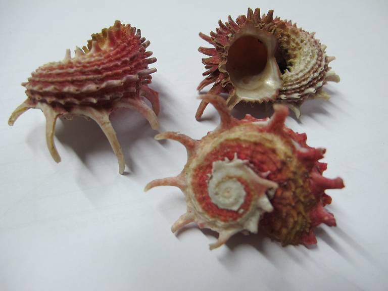 Alexandre Import Nature - ANGARIA SPHAERULA - Coquillages - cristaux ...