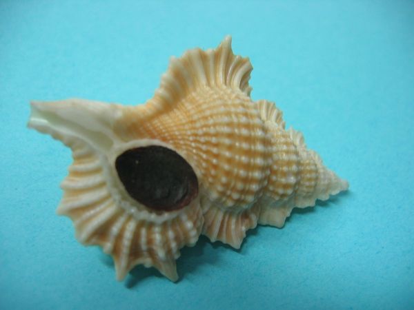 Alexandre Import Nature - BIPLEX PERCA - Coquillages - cristaux ...