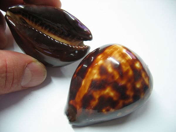 Alexandre Import Nature - CYPRAEA DECIPIENS - Coquillages - cristaux ...