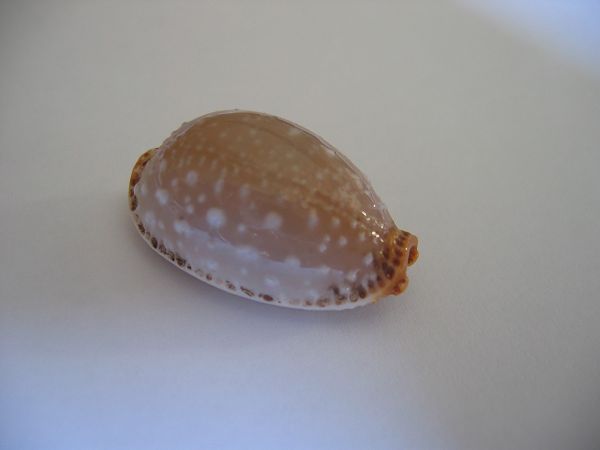 Alexandre Import Nature - CYPRAEA LIMACINA - Coquillages - cristaux ...