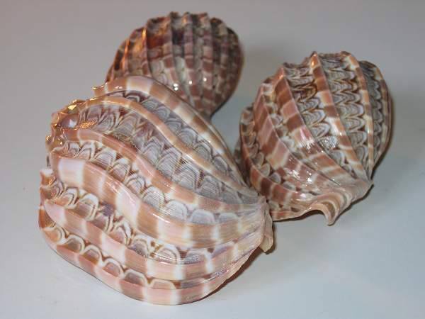 Spécialiste de coquillages - Alexandre Import Nature Monde