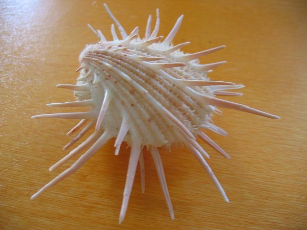 Alexandre Import Nature - SPONDYLUS IMPERIALIS - Coquillages - cristaux ...