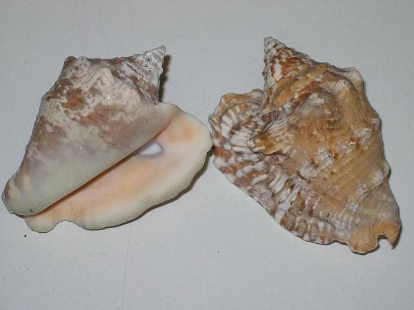 Alexandre Import Nature - STROMBUS RANIMUS - Coquillages - cristaux ...