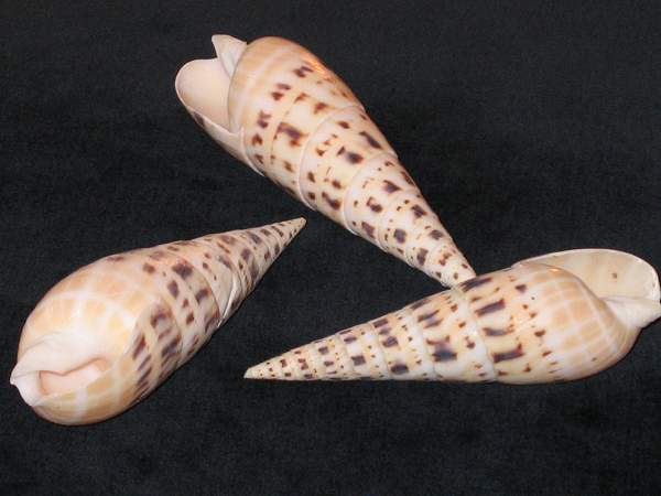 Alexandre Import Nature - TEREBRA MACULATA - Coquillages - cristaux ...