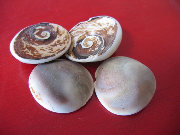 Alexandre Import Nature - OPERCULE GEANTE ( Type 3 ) - Coquillages et ...