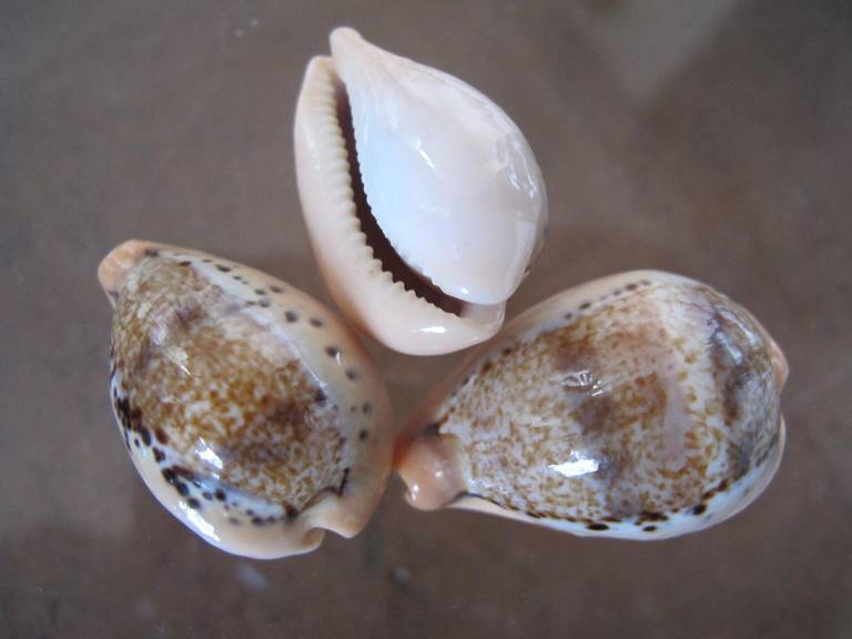 Alexandre Import Nature - CYPRAEA HUNGERFORDI - Coquillages - cristaux ...