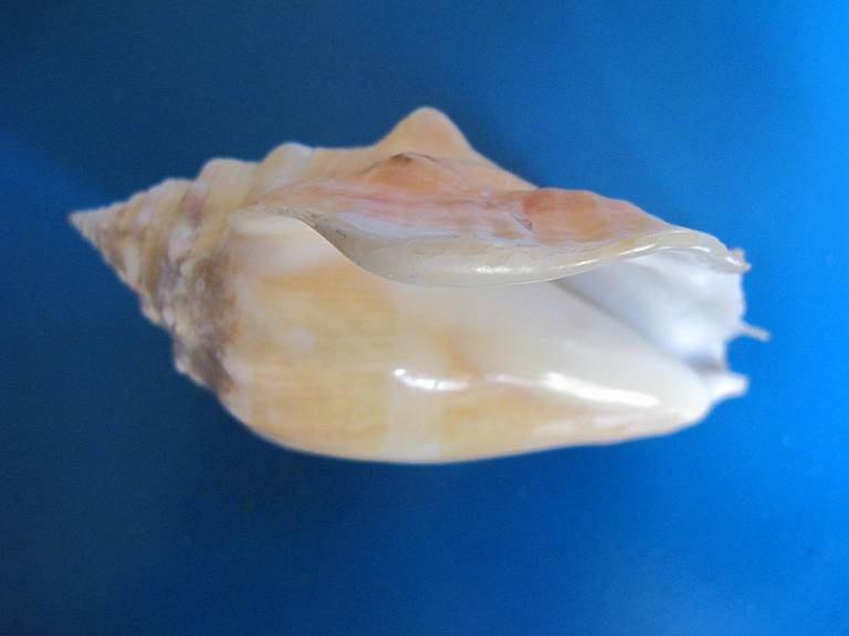 Alexandre Import Nature - STROMBUS LATUS - Coquillages - cristaux ...