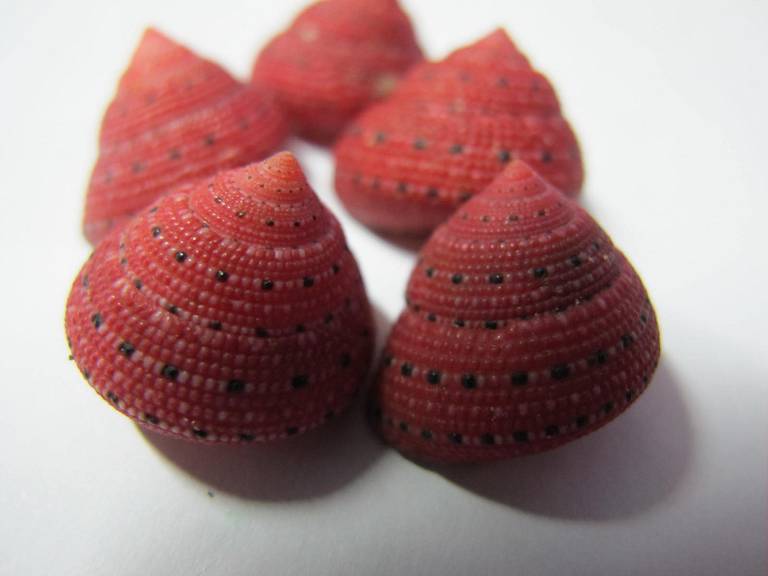 Alexandre Import Nature - TROCHUS CLANCULUS PUNICEUS - Coquillages ...