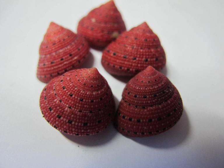 Alexandre Import Nature - TROCHUS CLANCULUS PUNICEUS - Coquillages ...