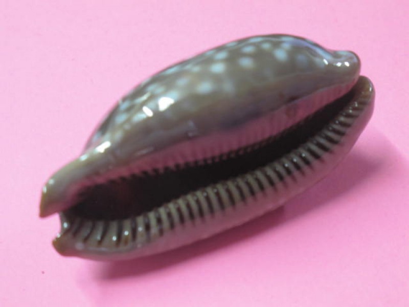 Alexandre Import Nature - CYPRAEA ZEBRA - Coquillages - cristaux ...