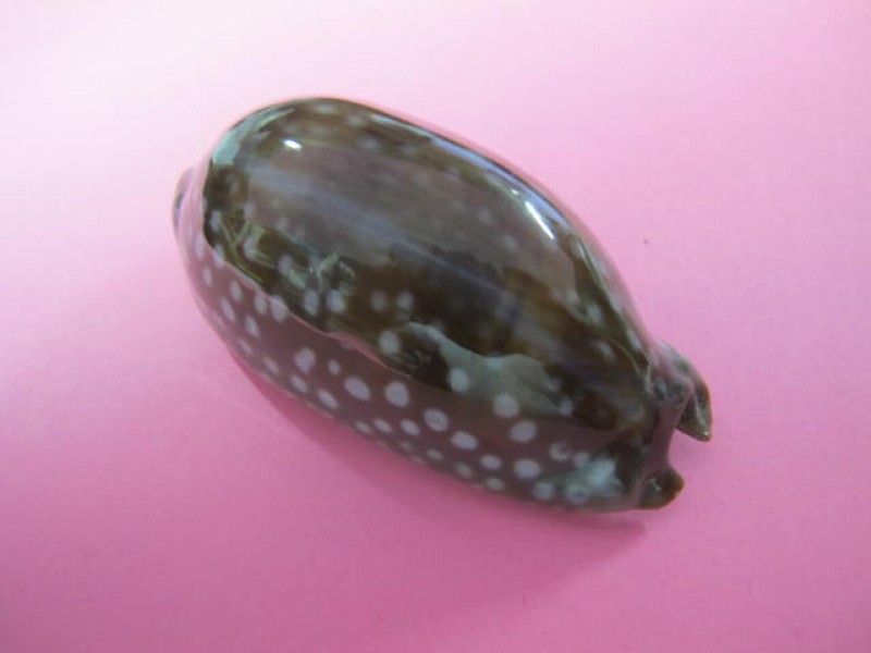 Alexandre Import Nature - CYPRAEA ZEBRA - Coquillages - cristaux ...