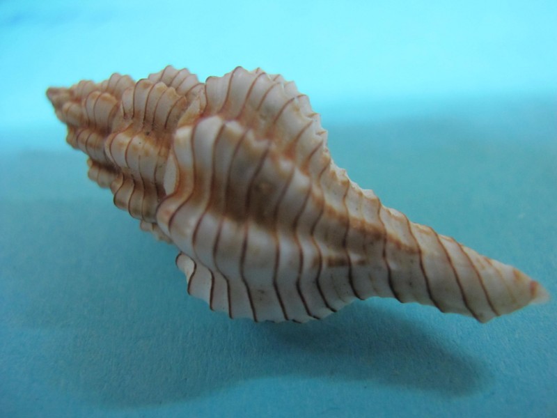 Alexandre Import Nature - LATIRUS FILOSUS - Coquillages - cristaux ...