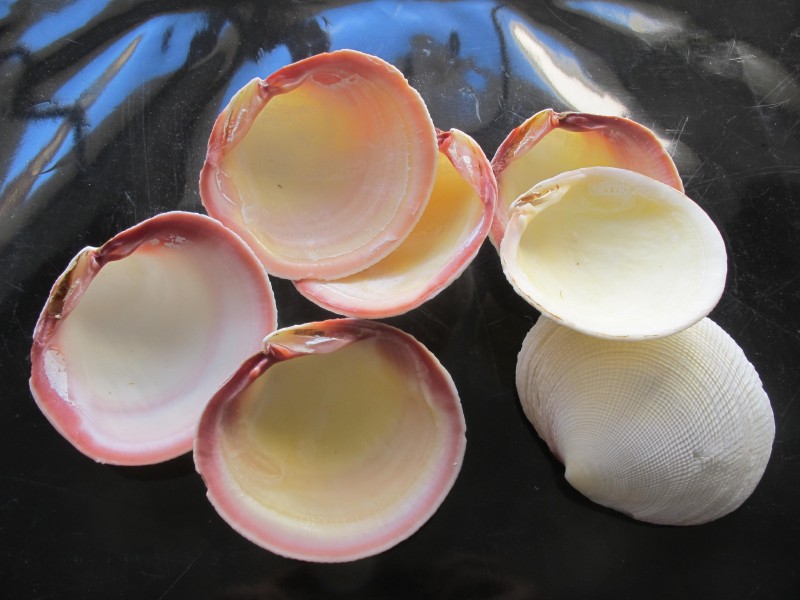 Alexandre Import Nature - CODAKIA TIGERINA ( VALVE GEANTE ...