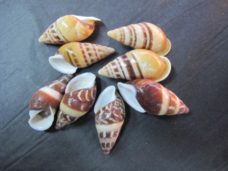 Alexandre Import Nature - COQUILLAGE TERRESTRE 6 - Coquillages ...