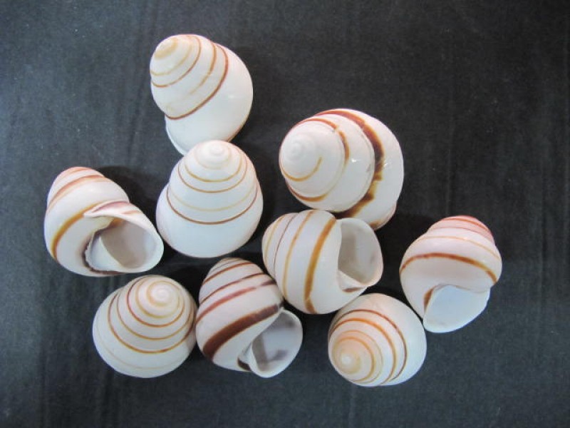 Alexandre Import Nature - COQUILLAGE TERRESTRE 7 - Coquillages ...