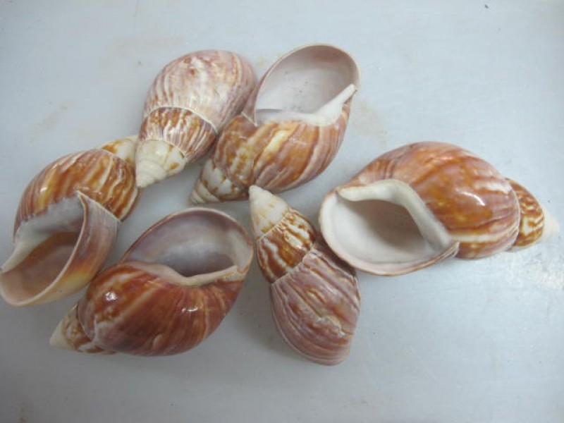 Alexandre Import Nature - COQUILLAGE TERRESTRE 8 - Coquillages ...