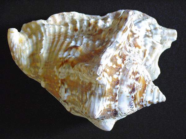 Alexandre Import Nature - STROMBUS RANIMUS - Coquillages et Nacres (Kg ...