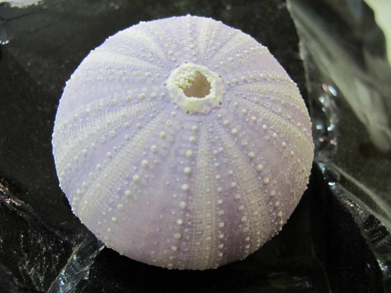 Alexandre Import Nature - OURSIN N°39A : TOCSIDO MAUVE - Oursins et ...