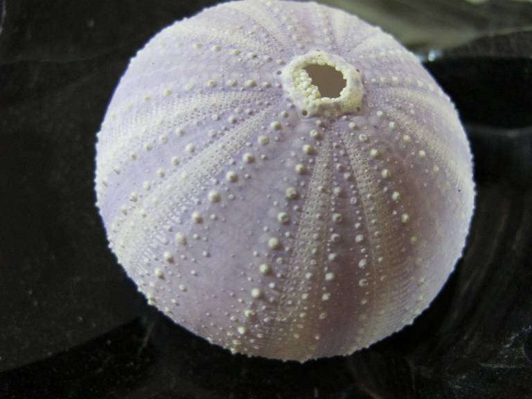 Alexandre Import Nature - OURSIN N°39A : TOCSIDO MAUVE - Oursins et ...