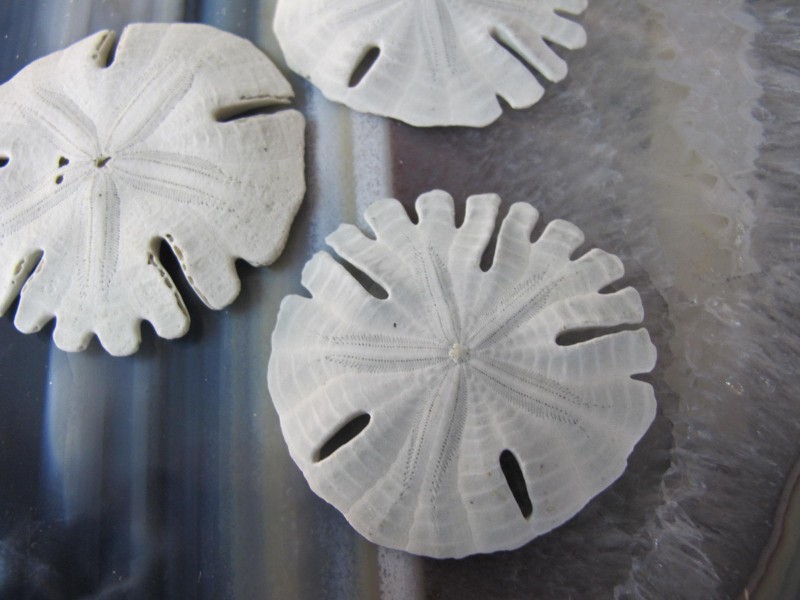 Alexandre Import Nature - OURSIN N°055 : ROTULA DECIESDIGITATA ...