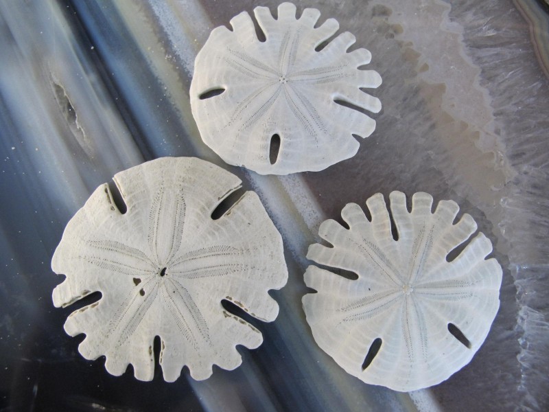 Alexandre Import Nature - OURSIN N°055 : ROTULA DECIESDIGITATA ...