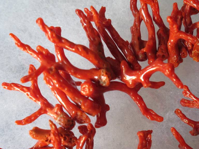 Alexandre Import Nature - CORAIL ROUGE (TYPE 4) - Pierres percées ...