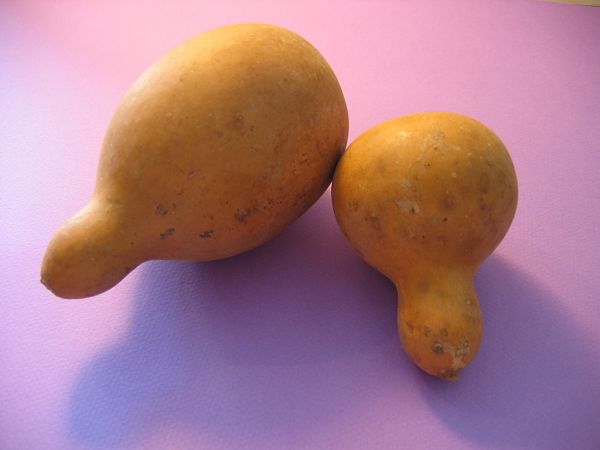 Alexandre Import Nature - CALEBASSE ( LAGENARIA VULGARIS ) - Graines ...