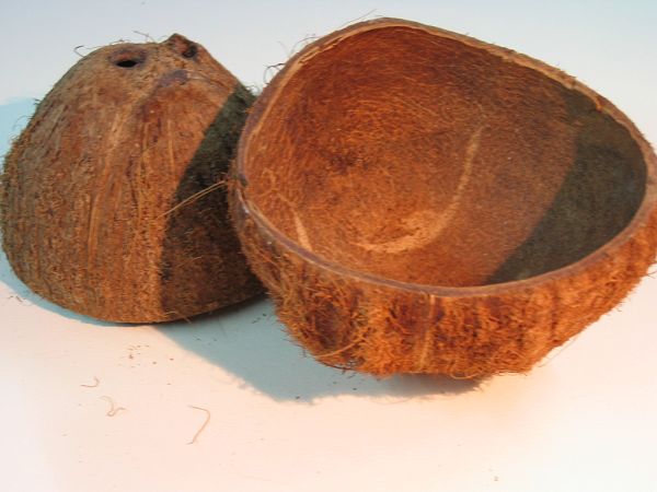 Alexandre Import Nature - DEMI COCO ( coco nucifera ) - Graines ...