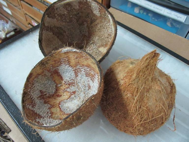 Alexandre Import Nature - DEMI COCO (TYPE 2) - Graines, Mousses, Lianes ...